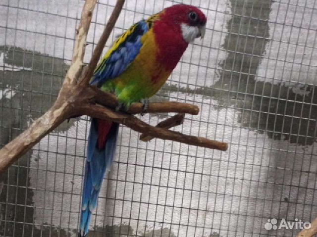 Попугай розелла