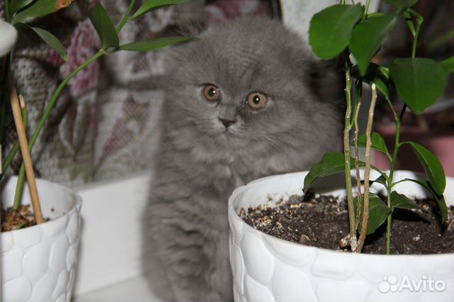 Продам котенка хайленд фолд