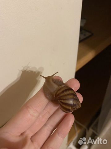 Малыши ахотины