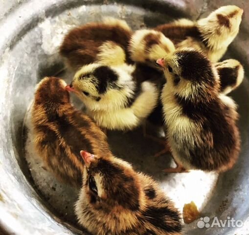 Перепела Селадон Техас