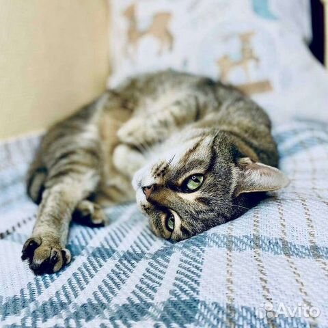 Уютная и нежная девочка Мурочка