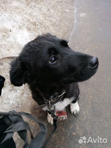 Собака щенок мальчик очаровашка