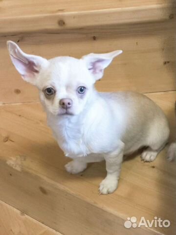Чихуахуа мальчик