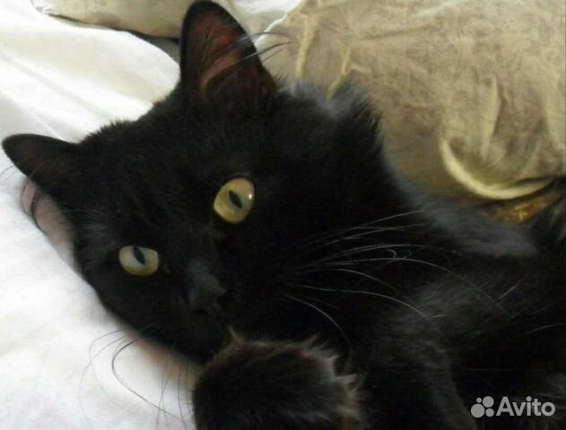 Котенок великолепная Пума