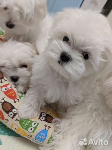 Щенки Мальтезики минички