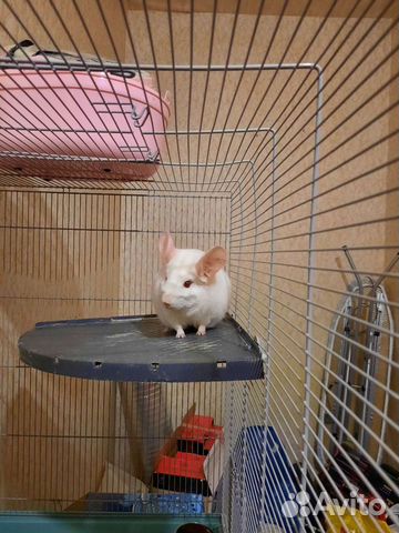 Шиншилла мальчик альбинос в добрые руки