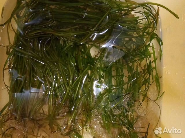 Прополка валлиснерия