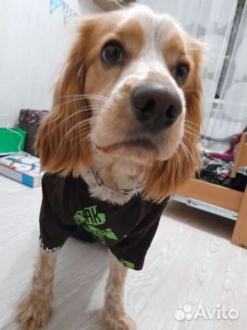 Русский спаниель вязка