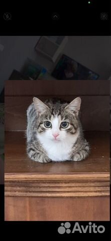 Котенок
