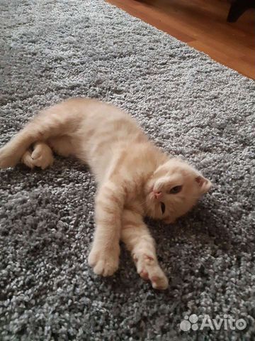 Кошки