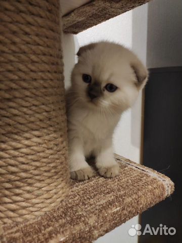 Шотландские вислоухие котята