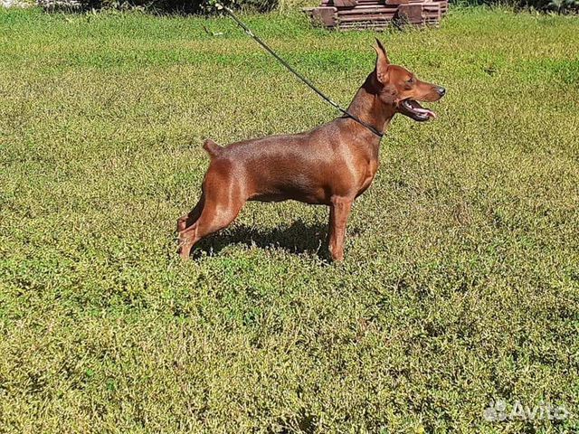 Чудесные щенки цвергпинчера