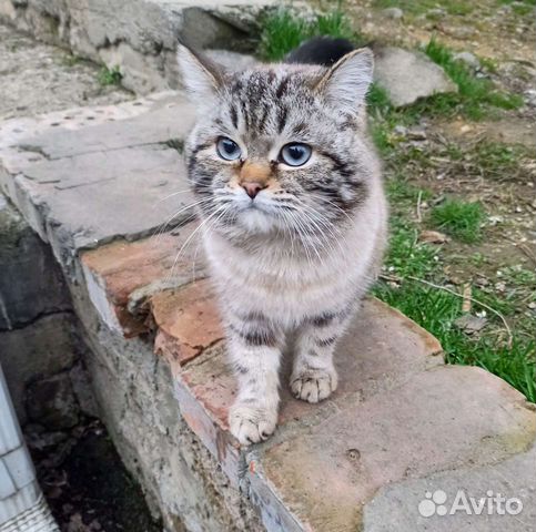 Красивейший голубоглазый котик