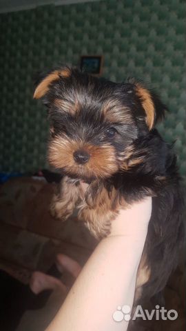 Очаровашки йорки щенки