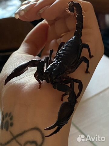 Скорпион Heterometrus spinifer
