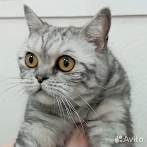 Марточка