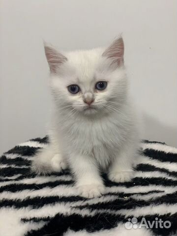 Котенок британская серебристая шиншилла
