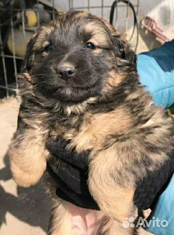 Щенки колобки