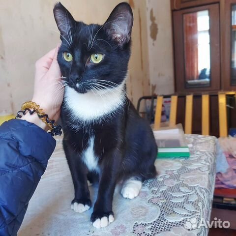 Спасеныш (маленькая котя)