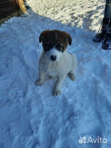 Заберите домой ребяток