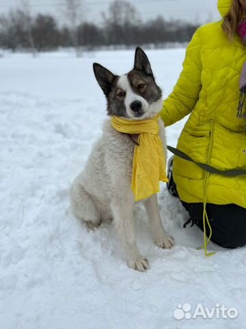 Добрая Белла собака в добрые руки
