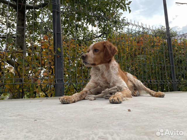 Эпаньоль бретон вязка (кобель)