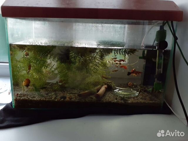 Аквариум