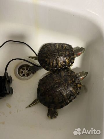 Черепаха