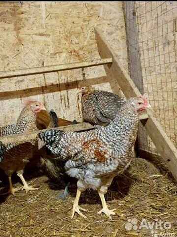 Инкубационное яйцо