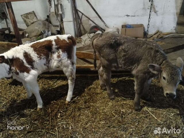 Сименталы И герефорды