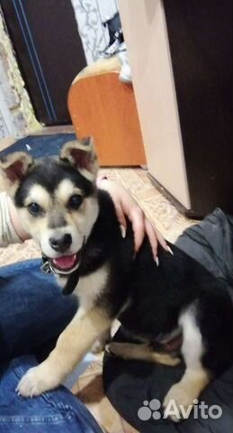 Найден щенок(мальчик)