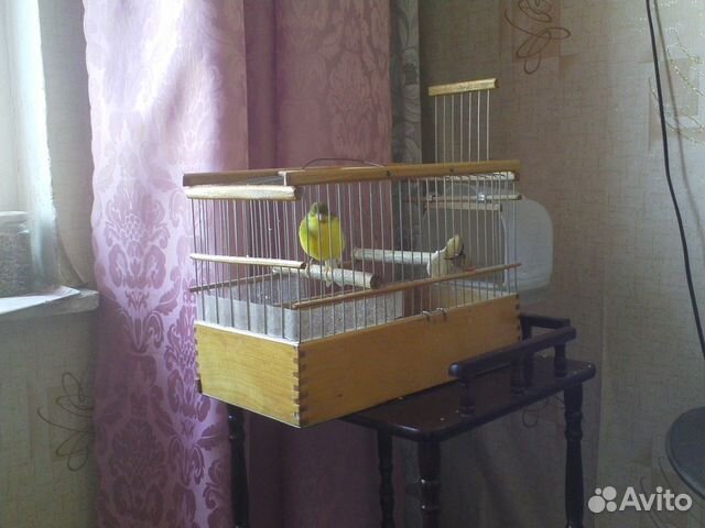 Кенар с клеткой