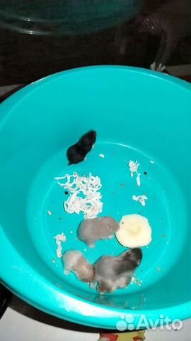 Сирийский хомяк