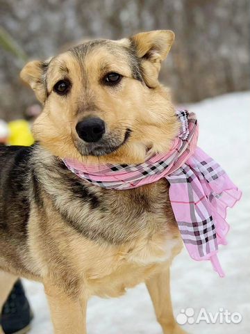 Собака в добрые руки