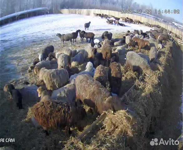Эдильбай отара