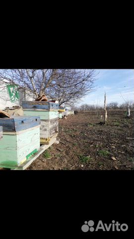 Семьи пчел Карника