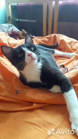 Котенок Тася