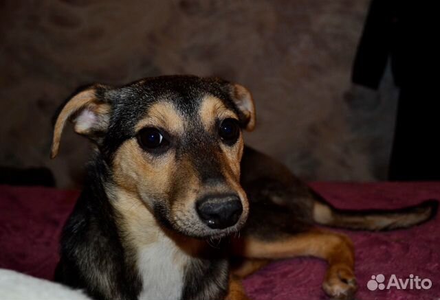 Щенок Тэя в добрые руки