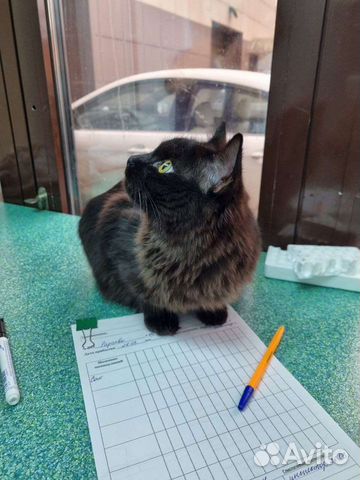 Милый котик ищет домик