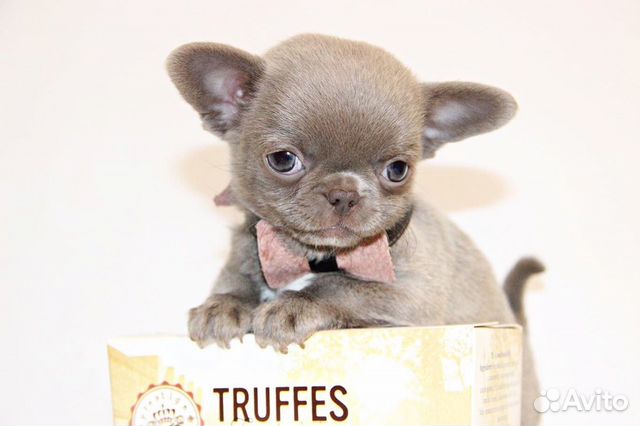 Лиловая кукла