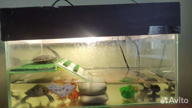 Красноухая черепаха