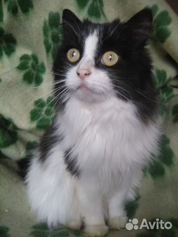 Кот Пончик в добрые ручки