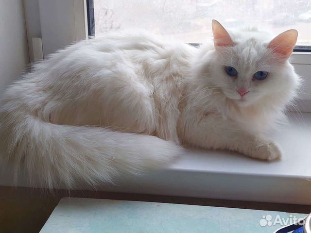 Синеглазая кошечка в добрые руки