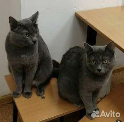 Выставят на улицу дружных брата и сестру