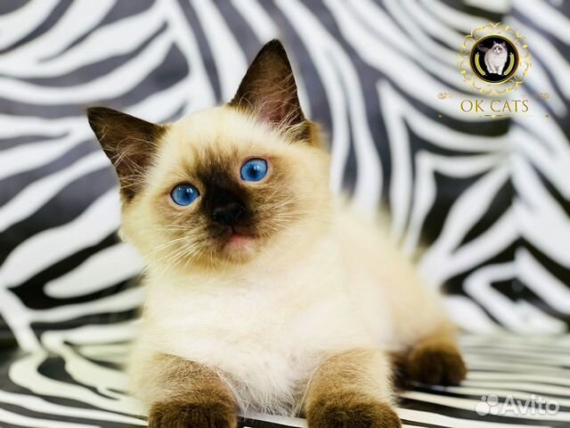 Гиперласковый рэгдолл из Питомника. 3 месяца