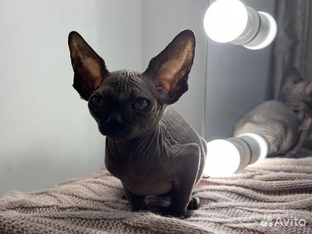 Канадский сфинкс