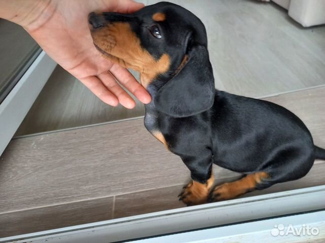 Такса (девочка) 2 мес