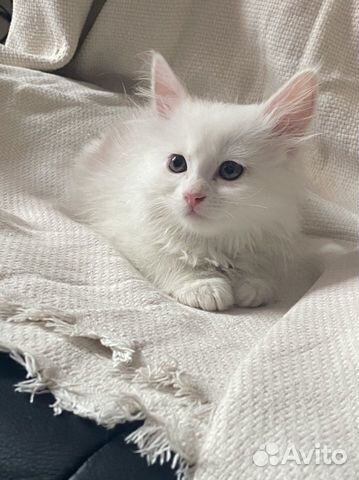 Котёнок Турецкий Ангорец (2 месяца)