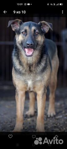 Ищет дом замечательная Собака Лана