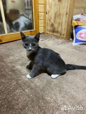 Котенок в дар